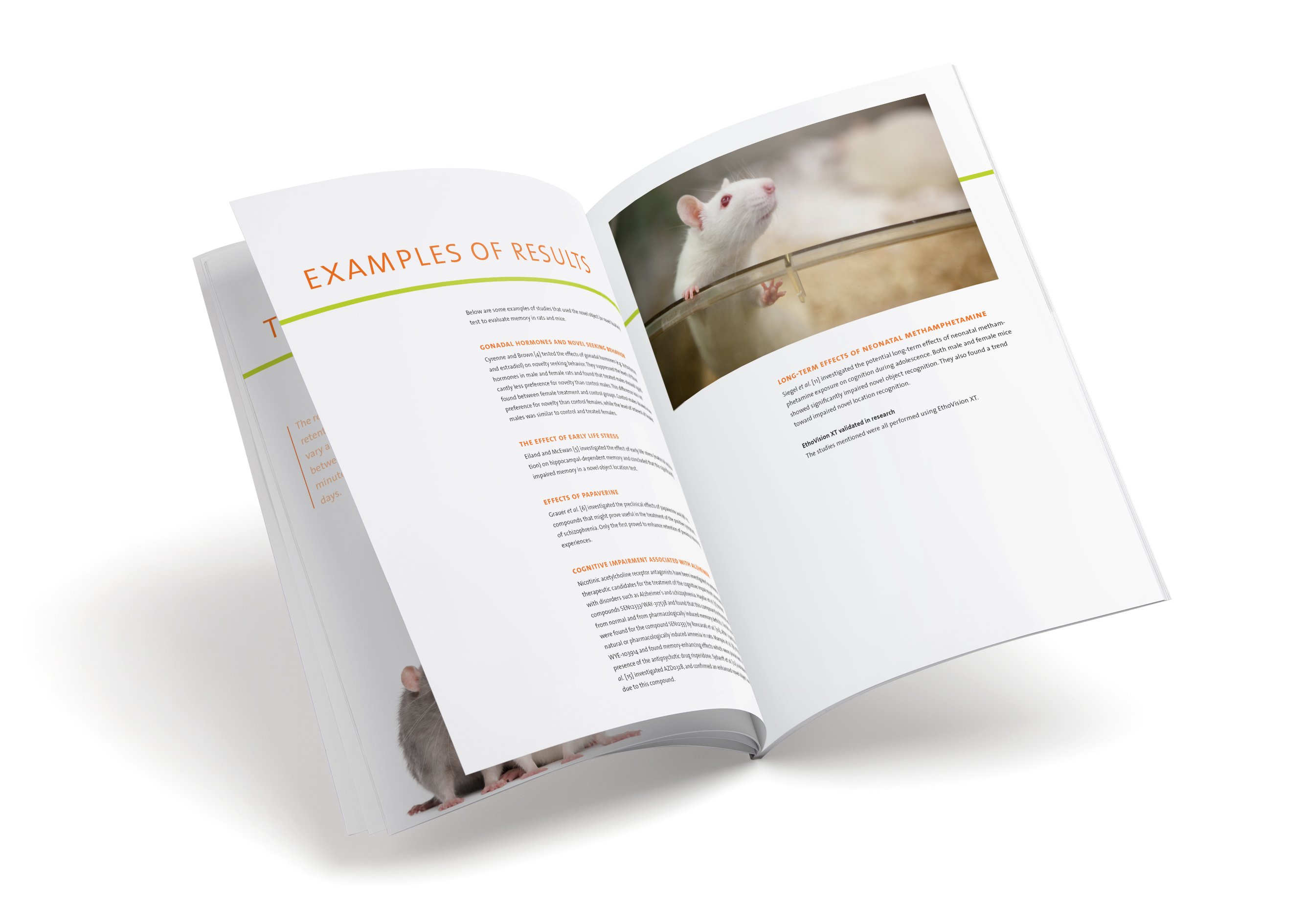 Novel object recognition