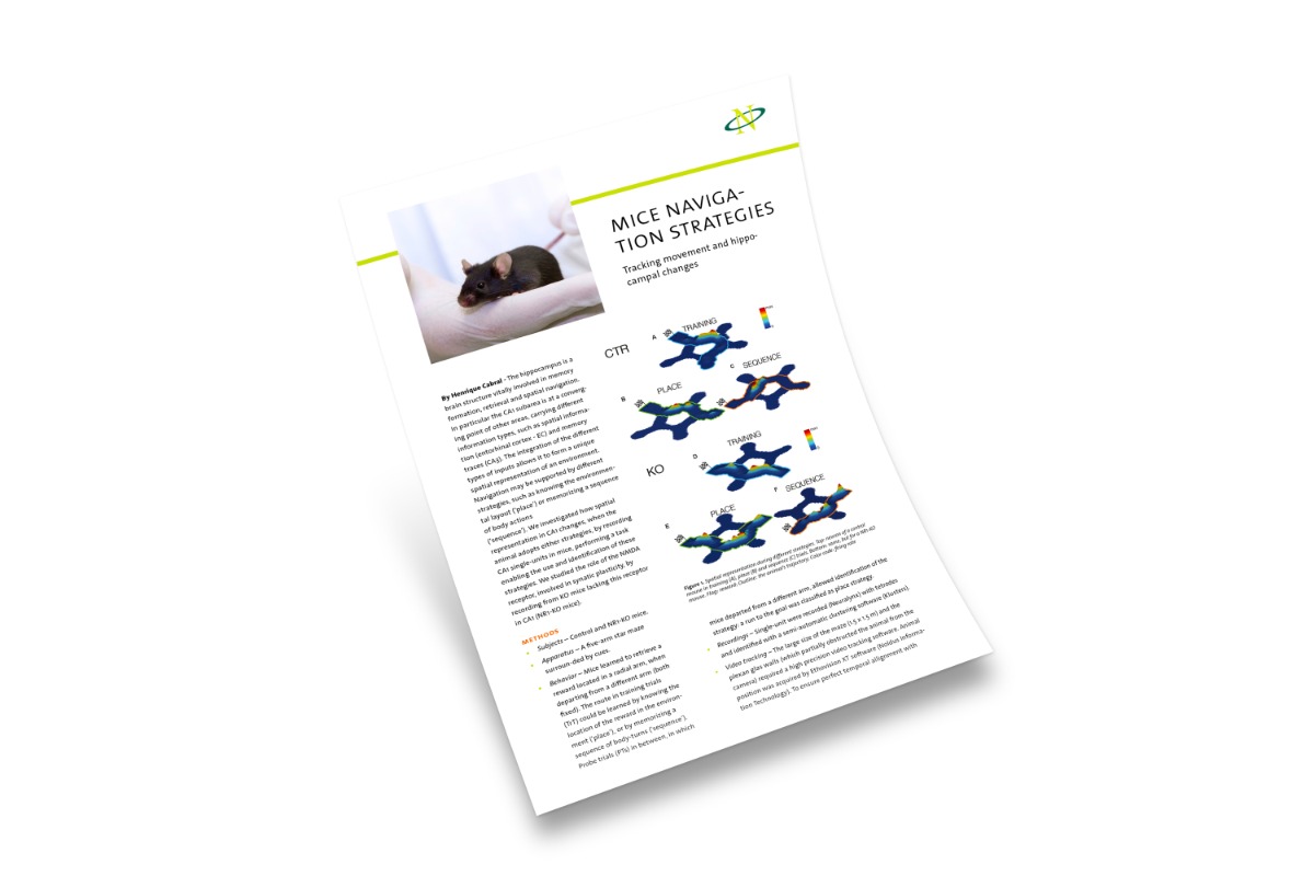 Mice navigational strategies in a star maze